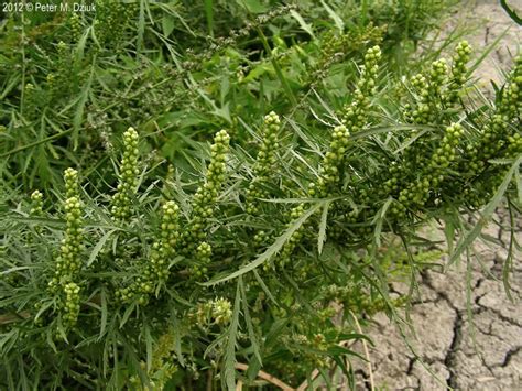 Artemisia Biennis Biennial Wormwood Minnesota Wildflowers