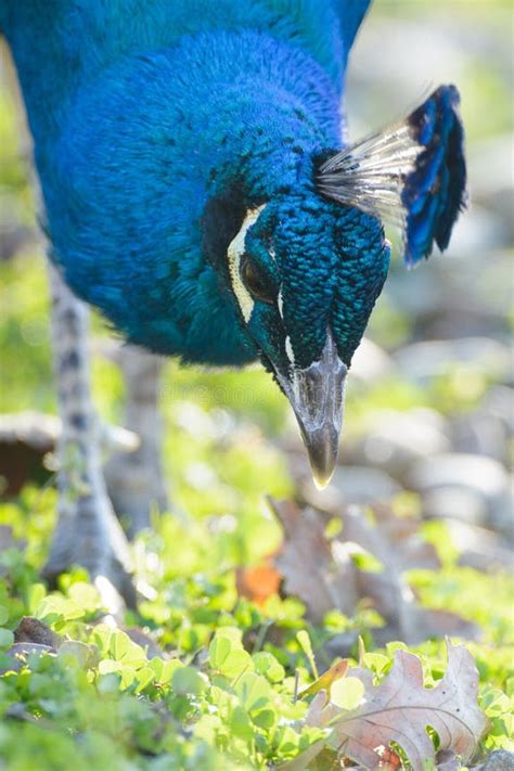 Peacock Foraging In Grass Stock Image Image Of Search 371780063
