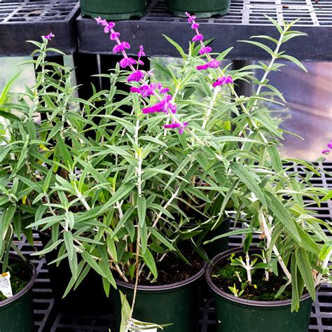When Does Mexican Sage Flower At James Schofield Blog