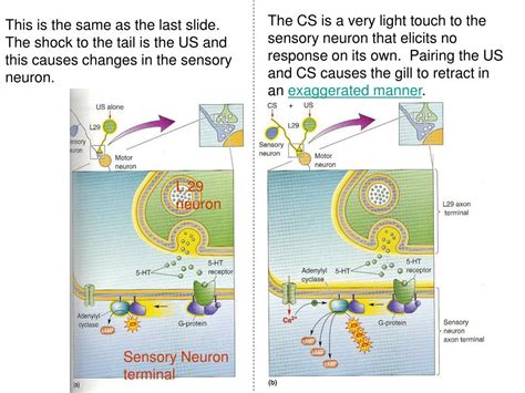 Ppt Hebbian Plasticity Powerpoint Presentation Free Download Id 1239501
