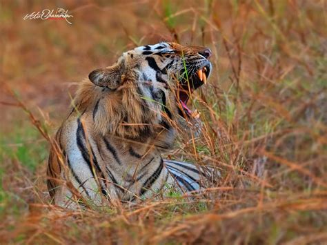 Atul Dhamankar Wildlife And Photography Atuldhamankar • Instagram