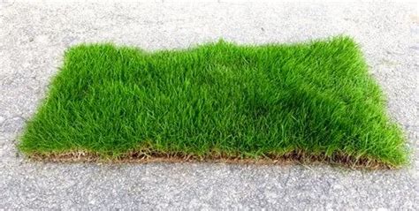 Natural Green Square Blue Grass For Garden At Rs 10square Feet In