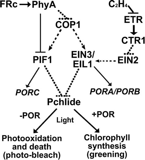 A Model On The Action Of Ein3 Eil1 And Pif1 In Regulating Cotyledon Download Scientific Diagram