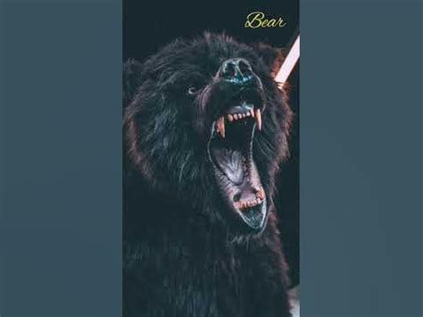 ‌bear Sound Effect Youtube