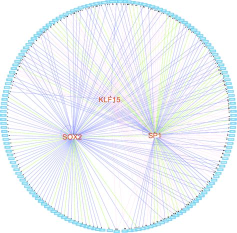 Transcription Regulatory Network Of Tf Genes In Aging Process