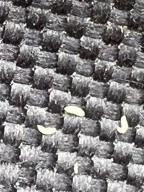 Tiny Bouncing Larvae Falling From Trees In Mass Location Is In Austin Texas Possibly From Oak