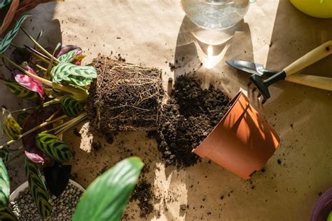 Premium Photo Indoor Plants Ficus With Roots Lies Outside The Pot A