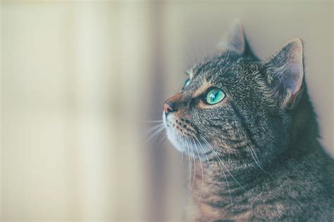 科学家揭秘猫的七种性格类型 Cn