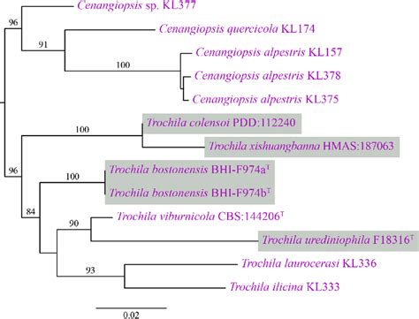The Best Scoring Ml Tree Lnl 5225551 Of Cenangiaceae
