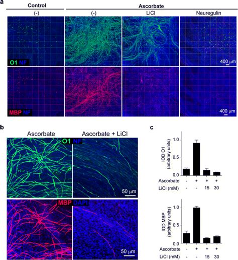 Lithium Prevents Myelin Formation In Ascorbate Treated Sc Neuron