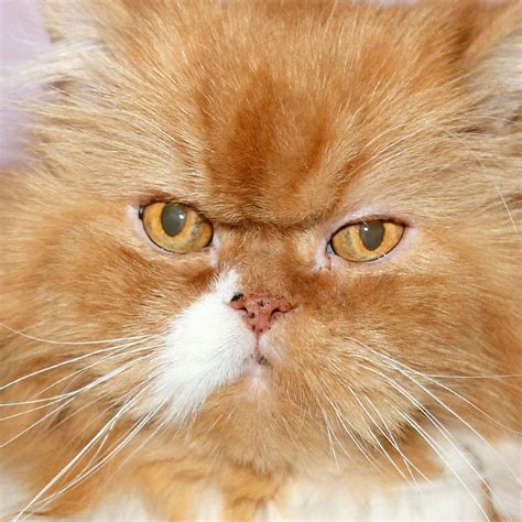 Die Tierdocs Dicke Katze