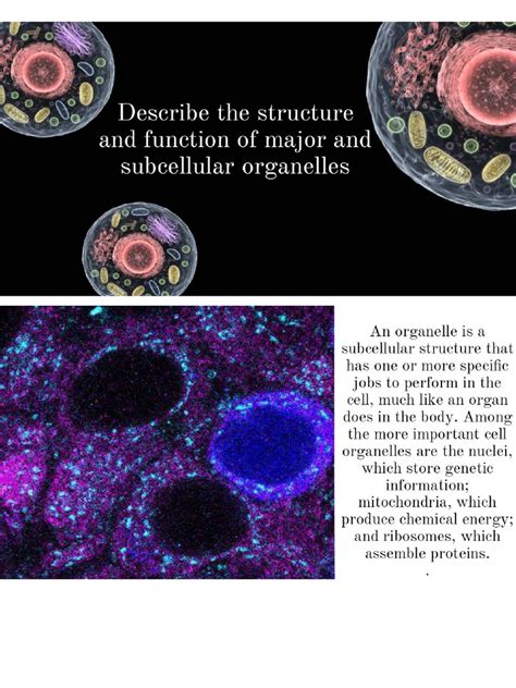 Subcellular Organelles Pdf