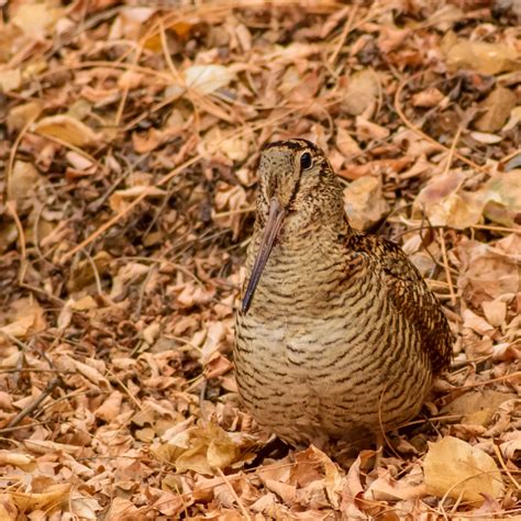 Journée à La Bécasse Dans Le Calvados Tuchassou
