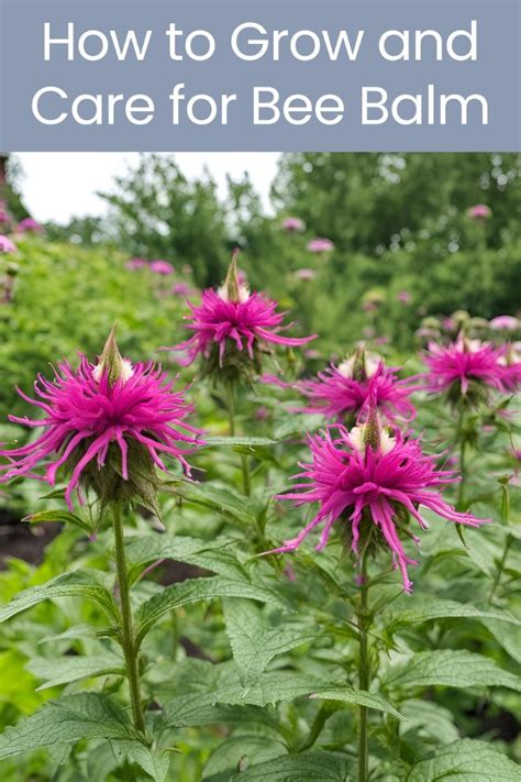 How To Grow And Care For Bee Balm Artofit