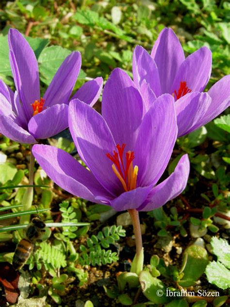 The Country Of Crocuses Crocus Ligusticus