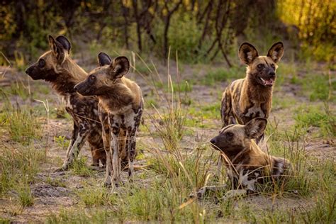Stopping Wildlife Poisoning In Mozambique Thin Green Line