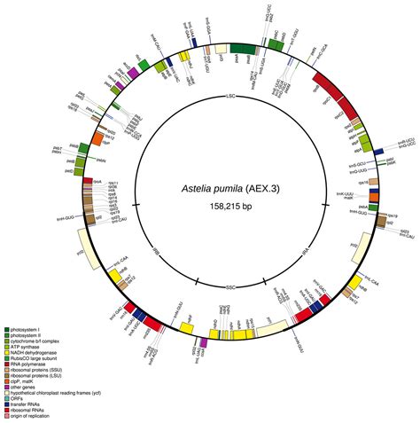 Extremely Low Levels Of Chloroplast Genome Sequence Variability In