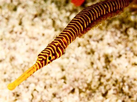 Pipefish Orange Band Marine Fish Sea Creatures