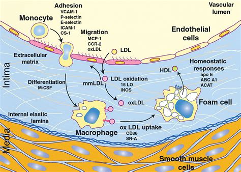 Atherosclerosis Cell