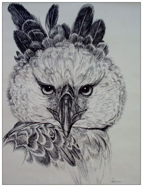 Técnica Plumilla Dibujo A Pluma Dibujos Plumas