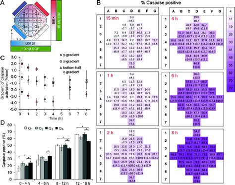 A Microfluidic Dual Gradient Generator For Conducting Cell Based Drug