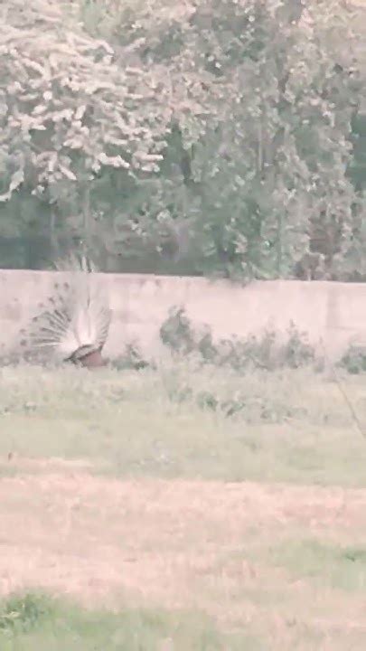 Dancing 🦚 Peacock Youtube