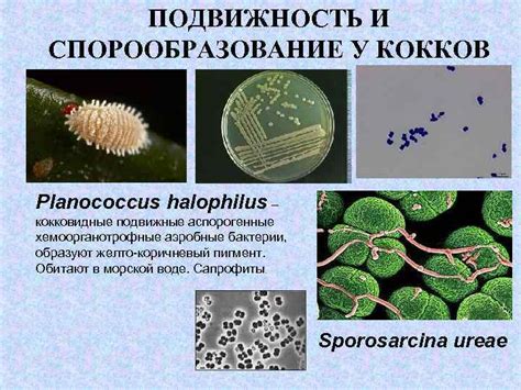 МОРФОЛОГИЯ БАКТЕРИЙ Морфологические группы бактерий