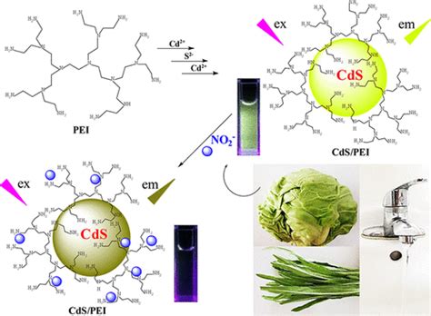 Polyethylenimine Capped Cds Quantum Dots For Sensitive And Selective Detection Of Nitrite In