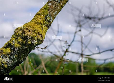 Green Nature In The Lens Of The Camera Trees And Plants In The Open