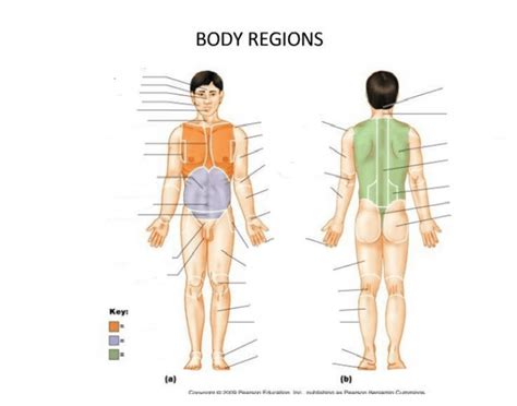 Anatomical Regions Of The Body Quiz At Michiko Durbin Blog