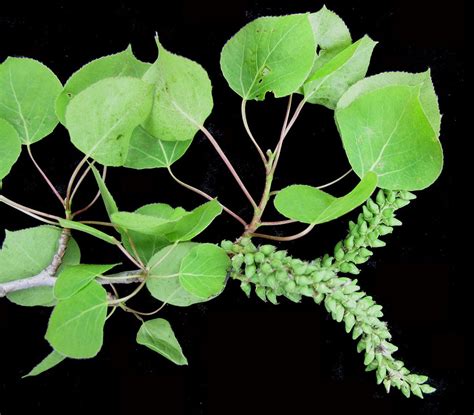 Populus Tremuloides Herons Head Nursery