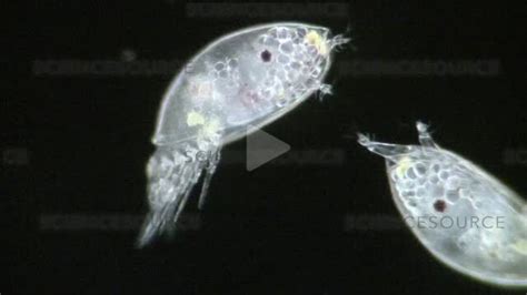 Barnacle Cyprid Larvae Under A Microsc Stock Video Science Source