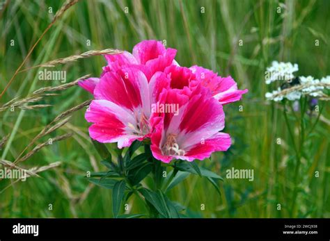 Pink Bi Coloured Dwarf Godetia Clarkia Amoena Satin Flowers Grown In