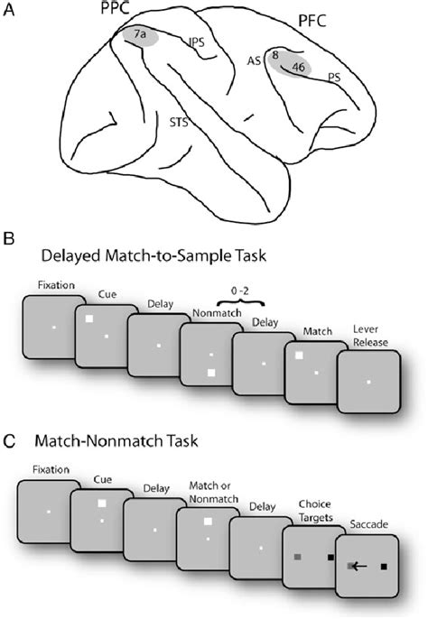 Figure 1 From Differences In Intrinsic Functional Organization Between