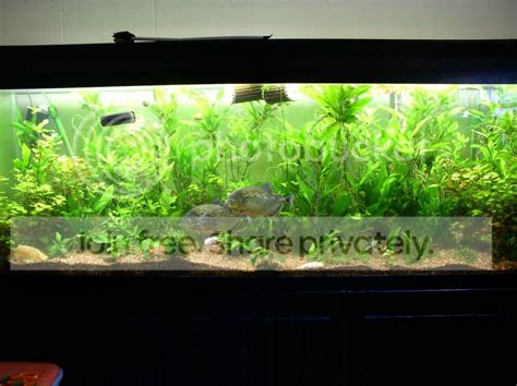 Piranha Fisketank Piranha Aquariums For Sale