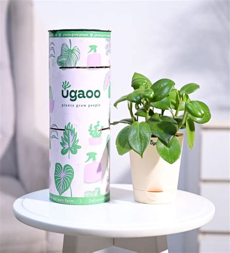 Buy Peperomia Green Creeper Natural Plant In White Self Watering