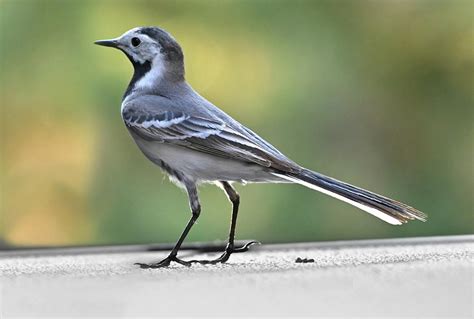 Grey Wagtail Bird Free Photo On Pixabay Pixabay
