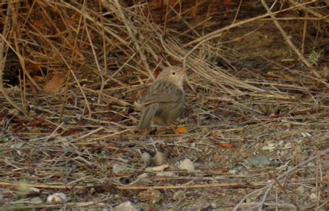 Turdoide Indio Argya Huttoni Picture Bird