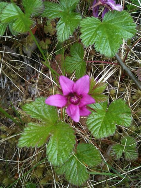 Alutiiq Museum Word Of The Week Nagoonberry Raspberry Am888280