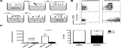 Bidirectional Transendothelial Migration Of Monocytes Across