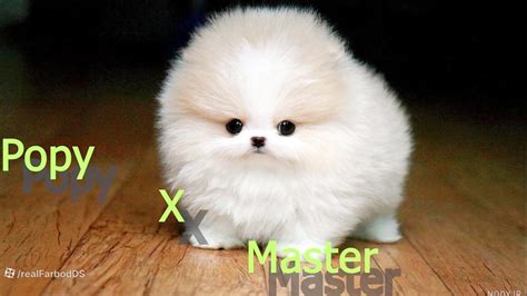 Popy X Master پاپی ایکس مستر دیس به ابوالفضل ایکس مستر
