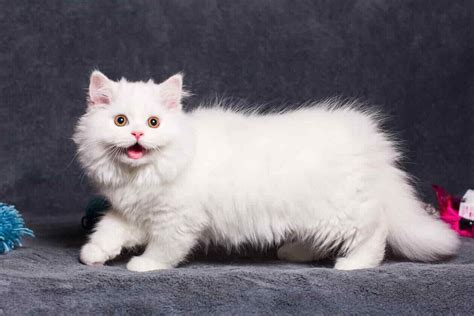 Napoleon Cat Breed Information And Characteristics