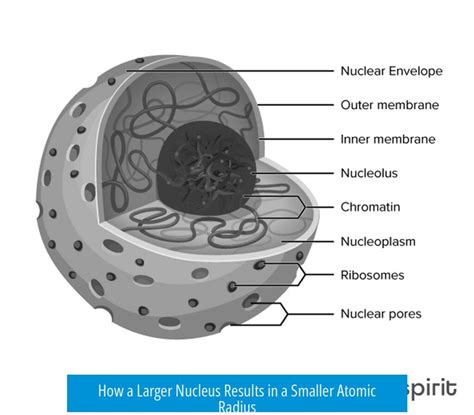 How A Larger Nucleus Results In A Smaller Atomic Radius Chemcafe — Science Chemistry And