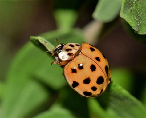 Asian Lady Beetle Identification Life Cycle Facts And Pictures
