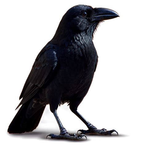 Download Crow Silhouette Png 10