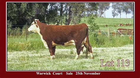 Lot 113 Youtube