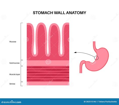 Mucous Membrane Structure Vector Illustration 282515146