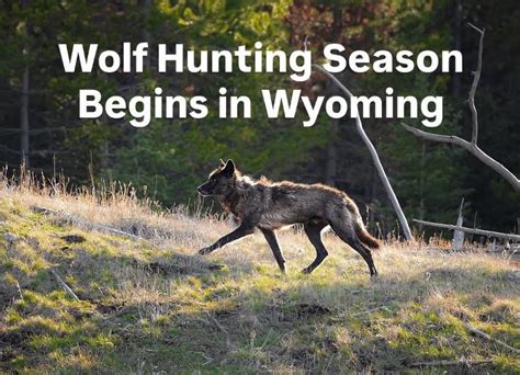 Good Wyoming Wildlife Advocates 🐺 Today Wyomings Wolf Hunting