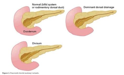 Gi Pancreas Flashcards Quizlet