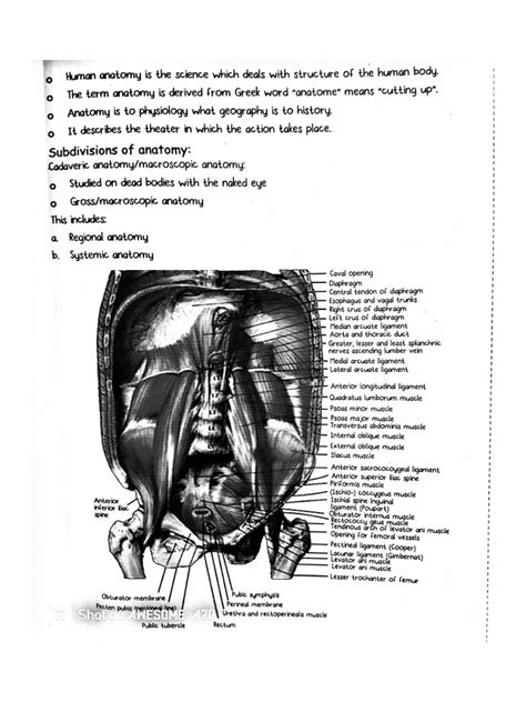 Anatomy Notes 1 Pdf